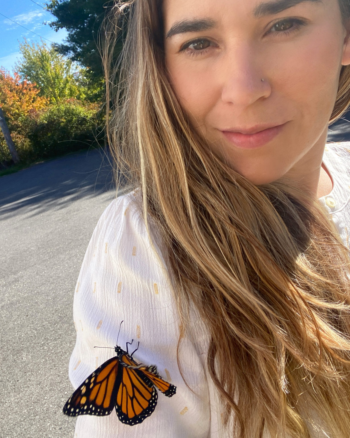 Monarchs and Milkweed: The 2023 Common Ground Country Fair Poster by ...